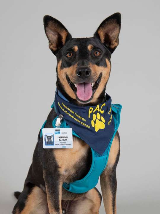 PAC Therapy Animals - People-Animal Connection | UCLA Health