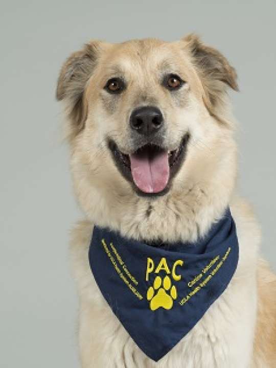 PAC Therapy Animals - People-Animal Connection | UCLA Health