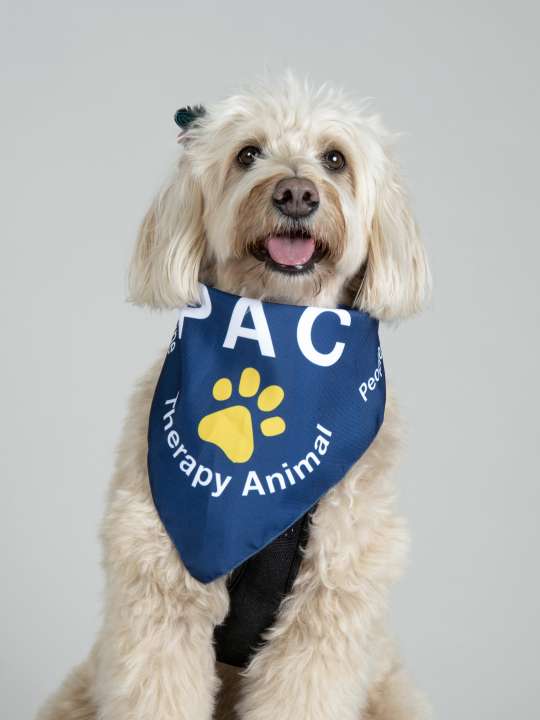 PAC Therapy Animals - People-Animal Connection | UCLA Health