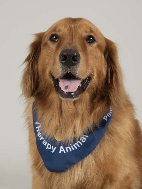 PAC Therapy Animals - People-Animal Connection | UCLA Health