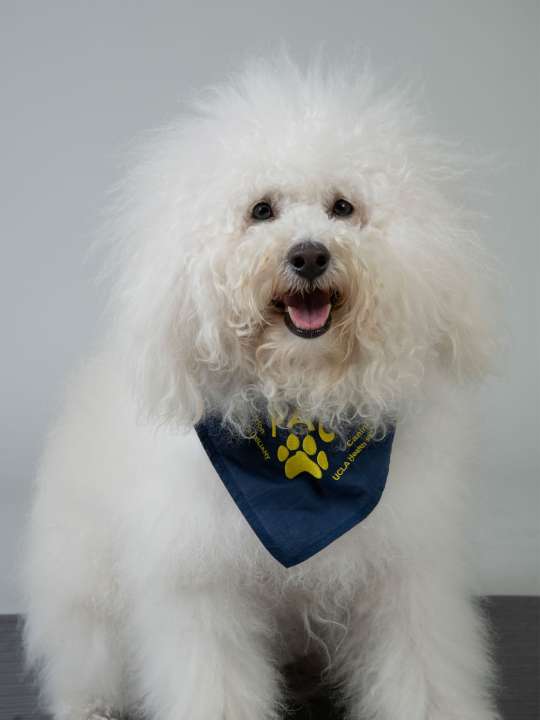 PAC Therapy Animals - People-Animal Connection | UCLA Health