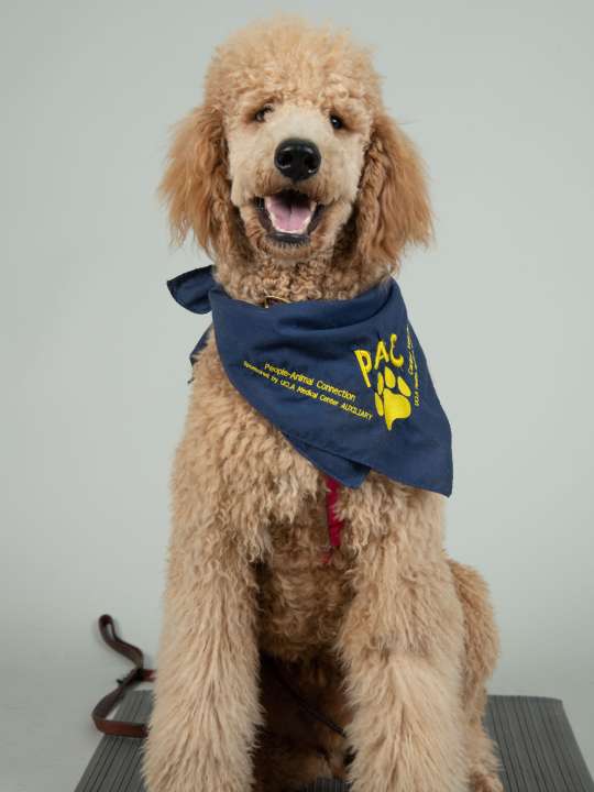 PAC Therapy Animals - People-Animal Connection | UCLA Health