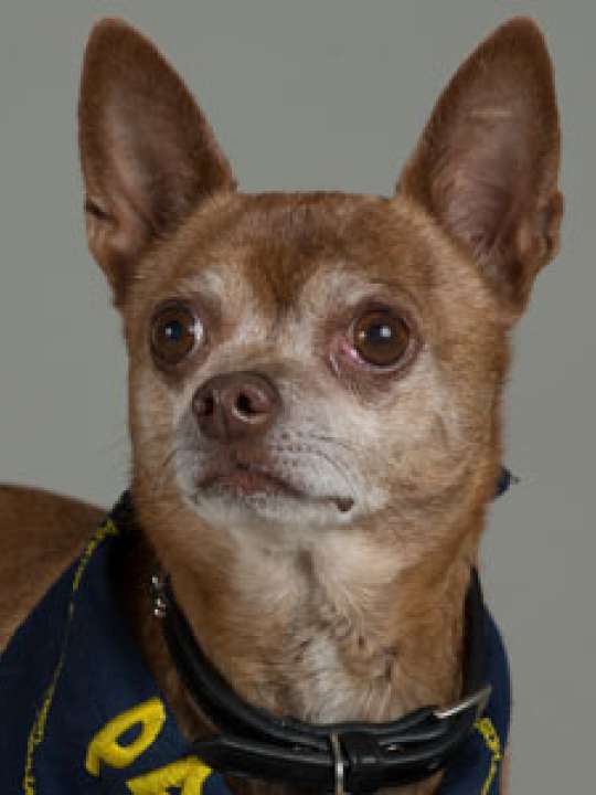 PAC Retired Therapy Animals - People-Animal Connection | UCLA Health