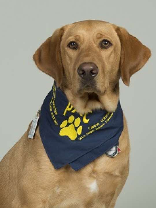 PAC Therapy Animals - People-Animal Connection | UCLA Health