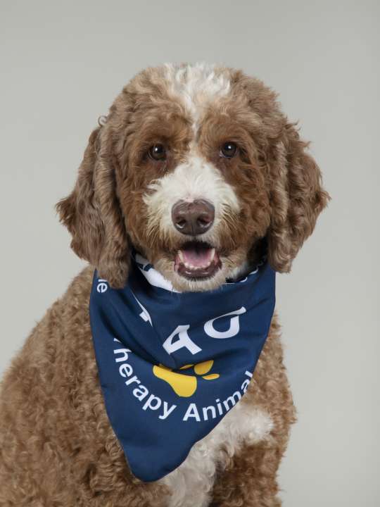 PAC Therapy Animals - People-Animal Connection | UCLA Health
