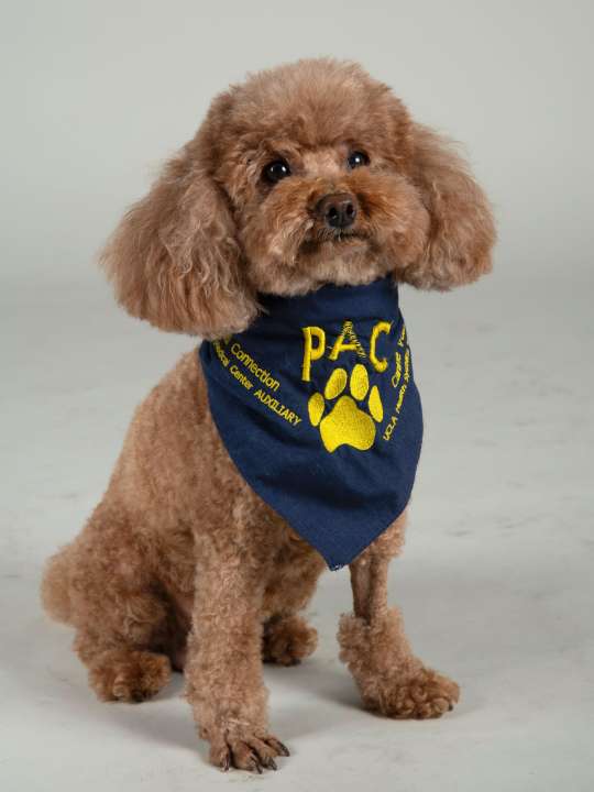 PAC Therapy Animals - People-Animal Connection | UCLA Health