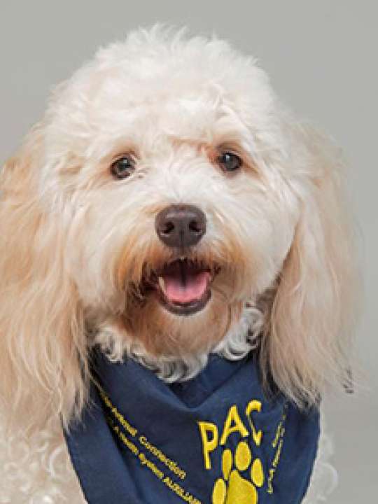 PAC Retired Therapy Animals - People-Animal Connection | UCLA Health