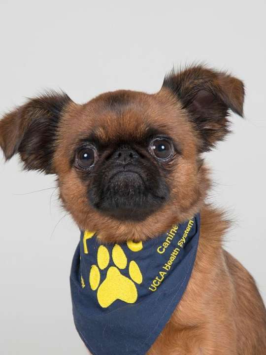 PAC Therapy Animals - People-Animal Connection | UCLA Health