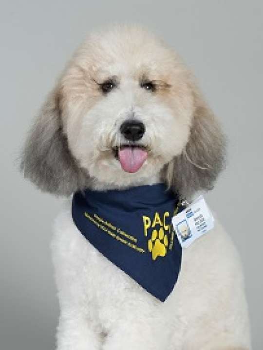 PAC Retired Therapy Animals - People-Animal Connection | UCLA Health