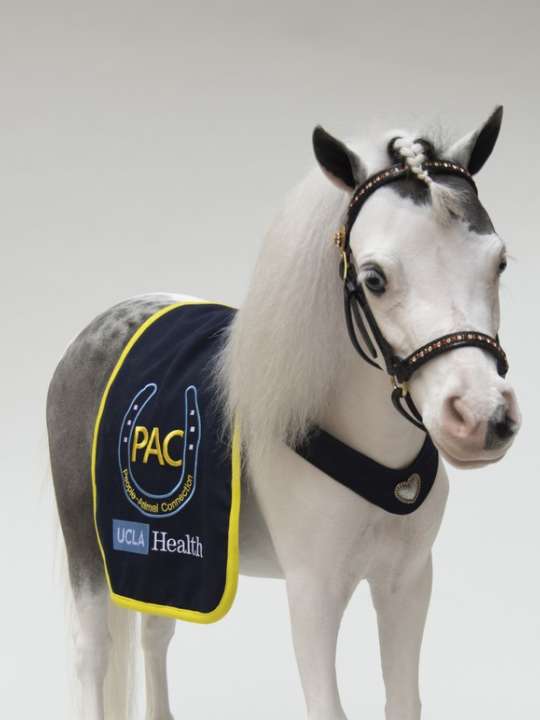 PAC Therapy Animals - People-Animal Connection | UCLA Health