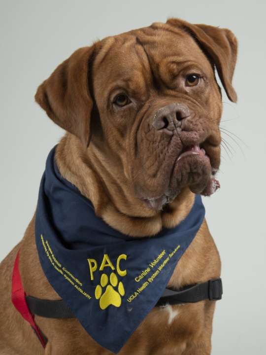 PAC Retired Therapy Animals - People-Animal Connection | UCLA Health