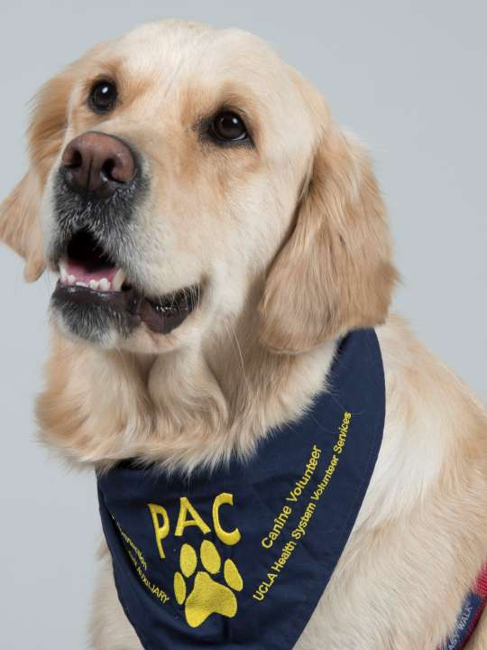PAC Retired Therapy Animals - People-Animal Connection | UCLA Health