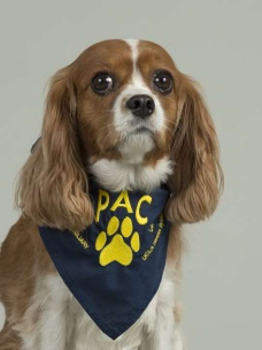 PAC Therapy Animals - People-Animal Connection | UCLA Health