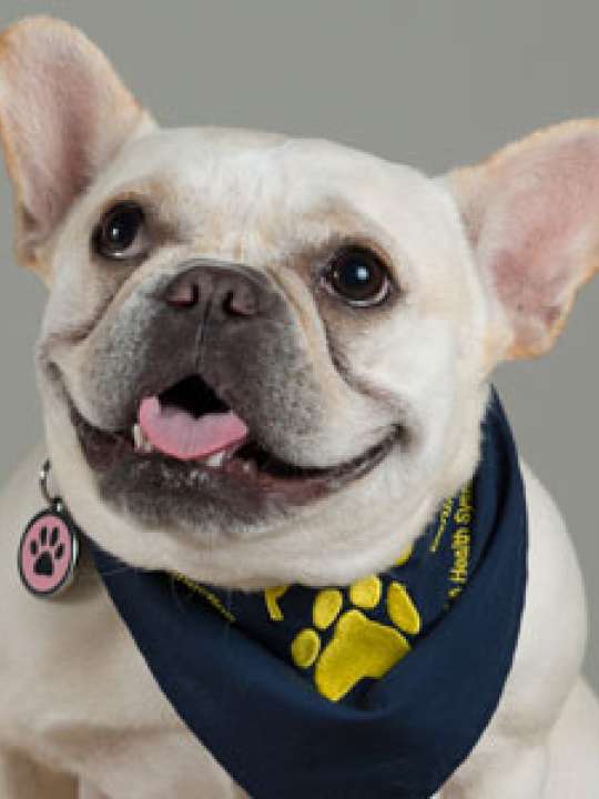 PAC Retired Therapy Animals - People-Animal Connection | UCLA Health