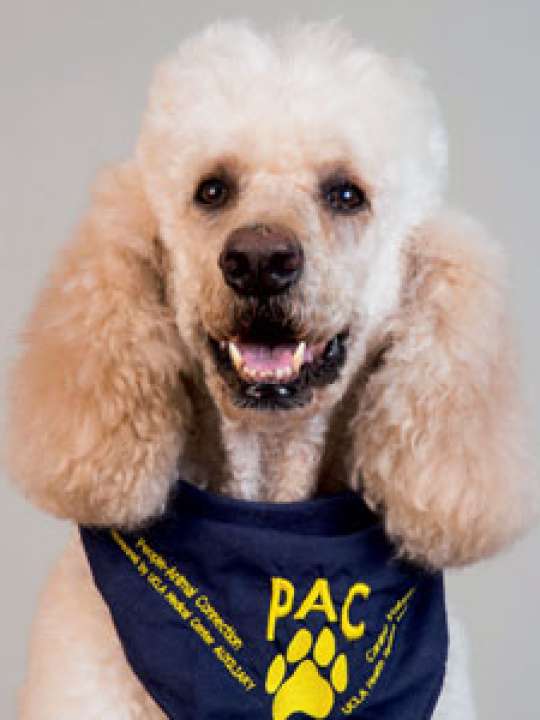 PAC Retired Therapy Animals - People-Animal Connection | UCLA Health