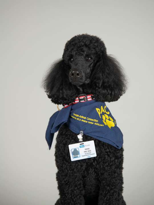 PAC Therapy Animals - People-Animal Connection | UCLA Health