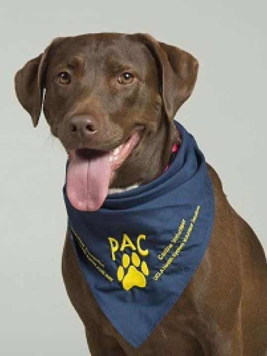 PAC Retired Therapy Animals - People-Animal Connection | UCLA Health