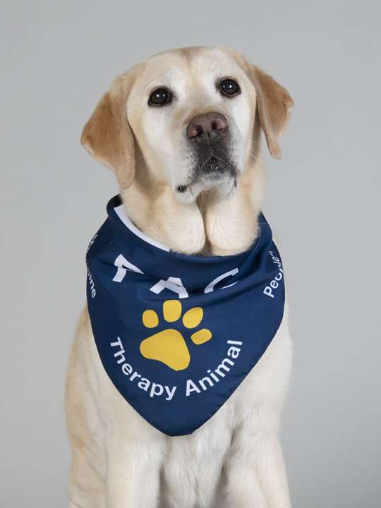 PAC Therapy Animals - People-Animal Connection | UCLA Health