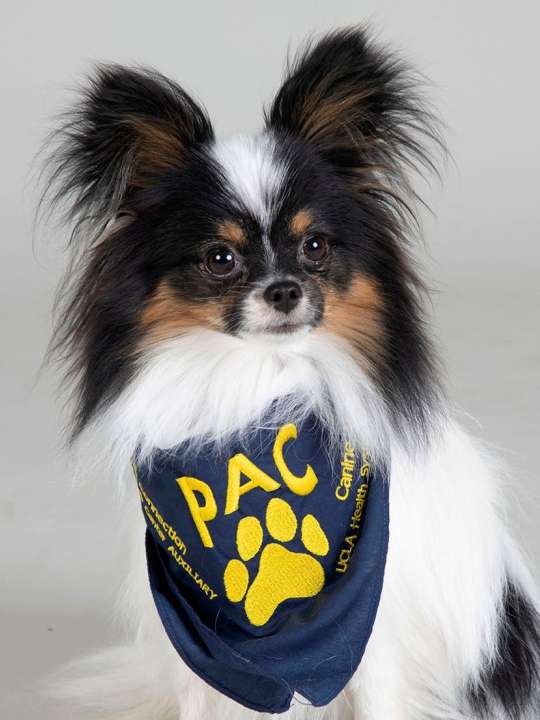 PAC Retired Therapy Animals - People-Animal Connection | UCLA Health