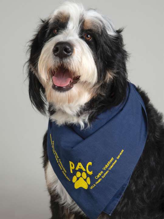 PAC Therapy Animals - People-Animal Connection | UCLA Health
