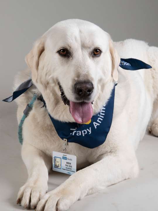 PAC Therapy Animals - People-Animal Connection | UCLA Health