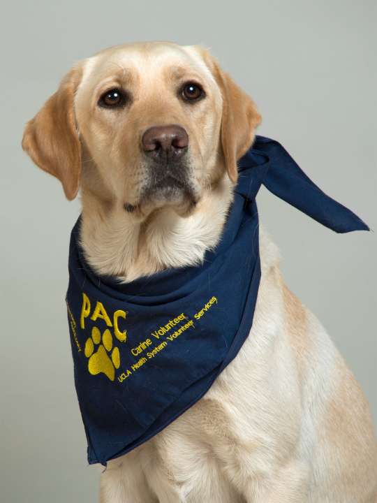 PAC Therapy Animals - People-Animal Connection | UCLA Health