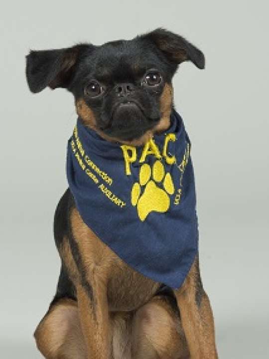 PAC Therapy Animals - People-Animal Connection | UCLA Health