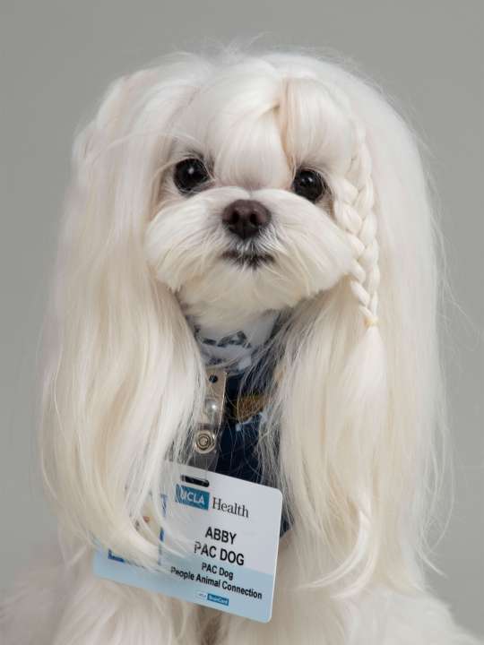 PAC Therapy Animals - People-Animal Connection | UCLA Health