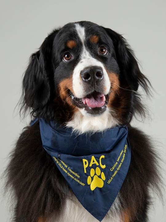 PAC Therapy Animals - People-Animal Connection | UCLA Health