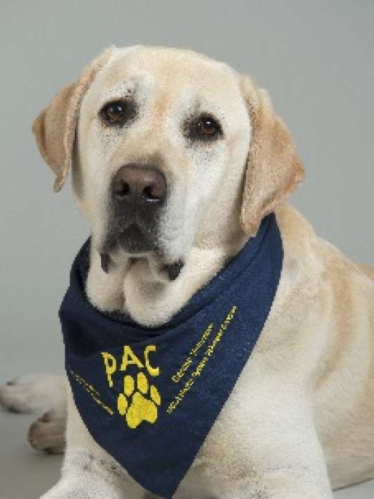 PAC Retired Therapy Animals - People-Animal Connection | UCLA Health