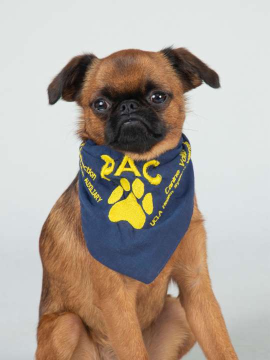 PAC Therapy Animals - People-Animal Connection | UCLA Health