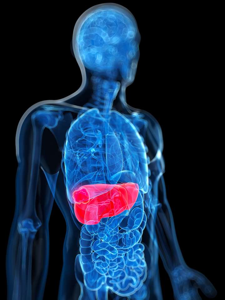 Liver Transplant, Liver Replacement | UCLA Health