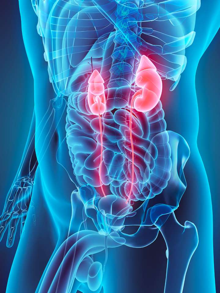 Kidney Care & Nephrology | UCLA Health